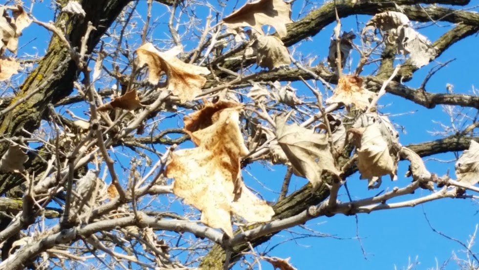 Bur Oak Blight - Bur Oak Trees and White Oak Trees