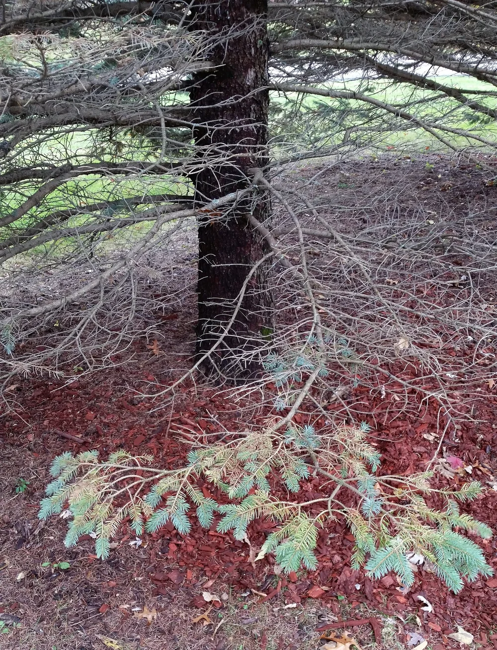 Needle cast diseases of spruce trees
