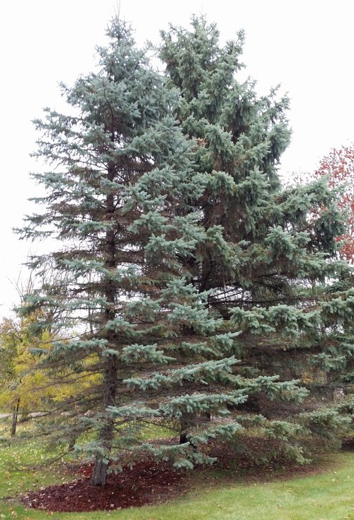 Needle cast diseases of spruce trees