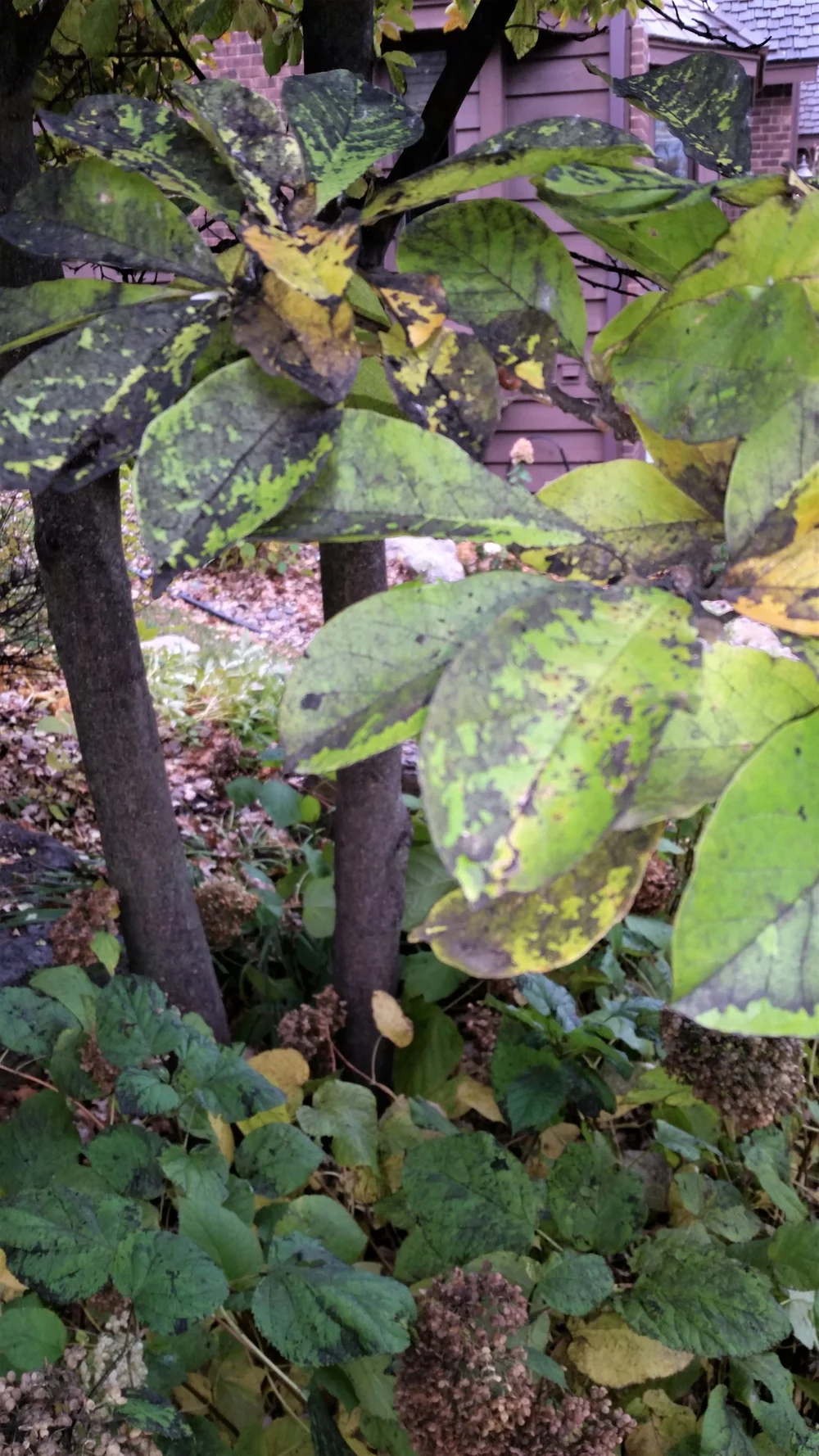Scale insects and your trees — Shadywood Tree Experts and Landscaping