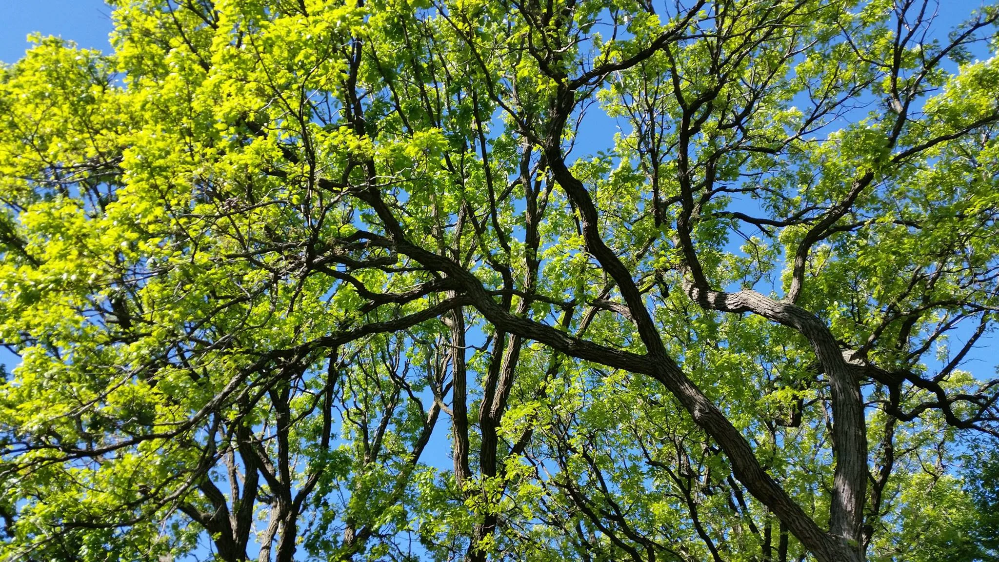 Shadywood Tree Experts and Landscaping