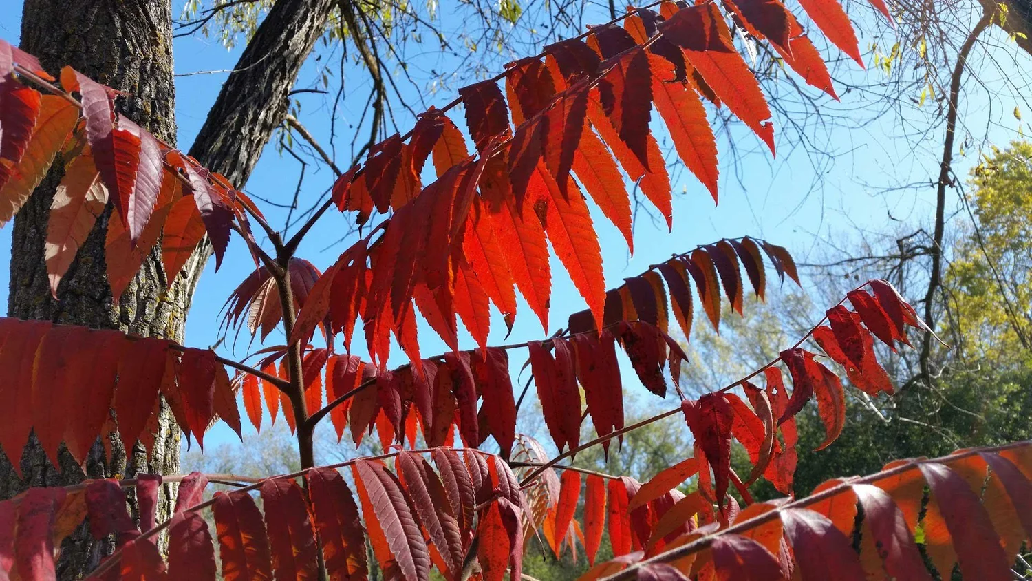 Richfield Tree Removal, Tree Trimming, Tree Services — Shadywood Tree ...
