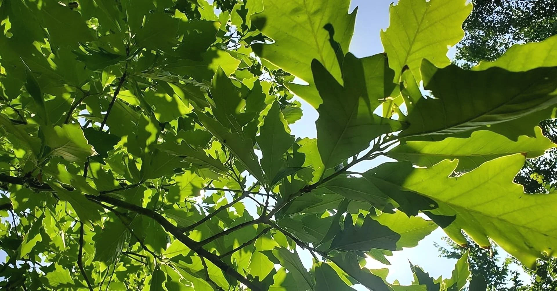 Shadywood Tree Experts and Landscaping