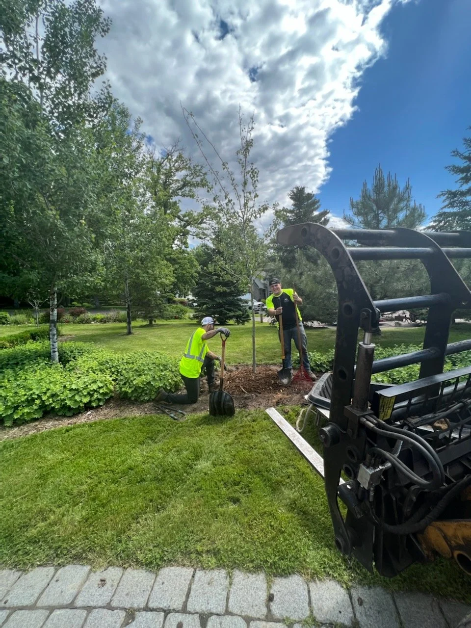 Start thinking about spring tree planting in Minneapolis — Shadywood ...