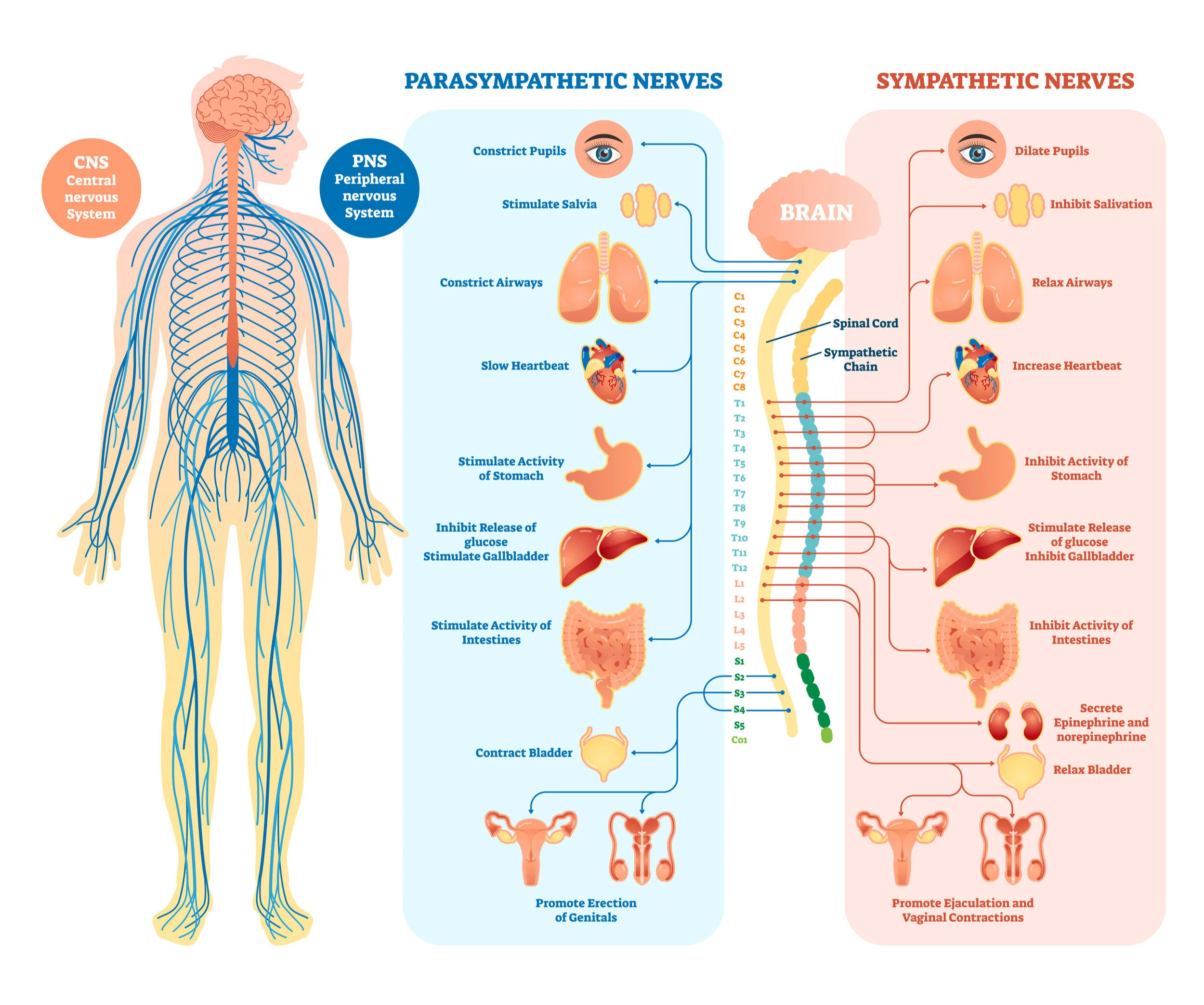 What is "Nervous System Work"? — Raquel Dubois