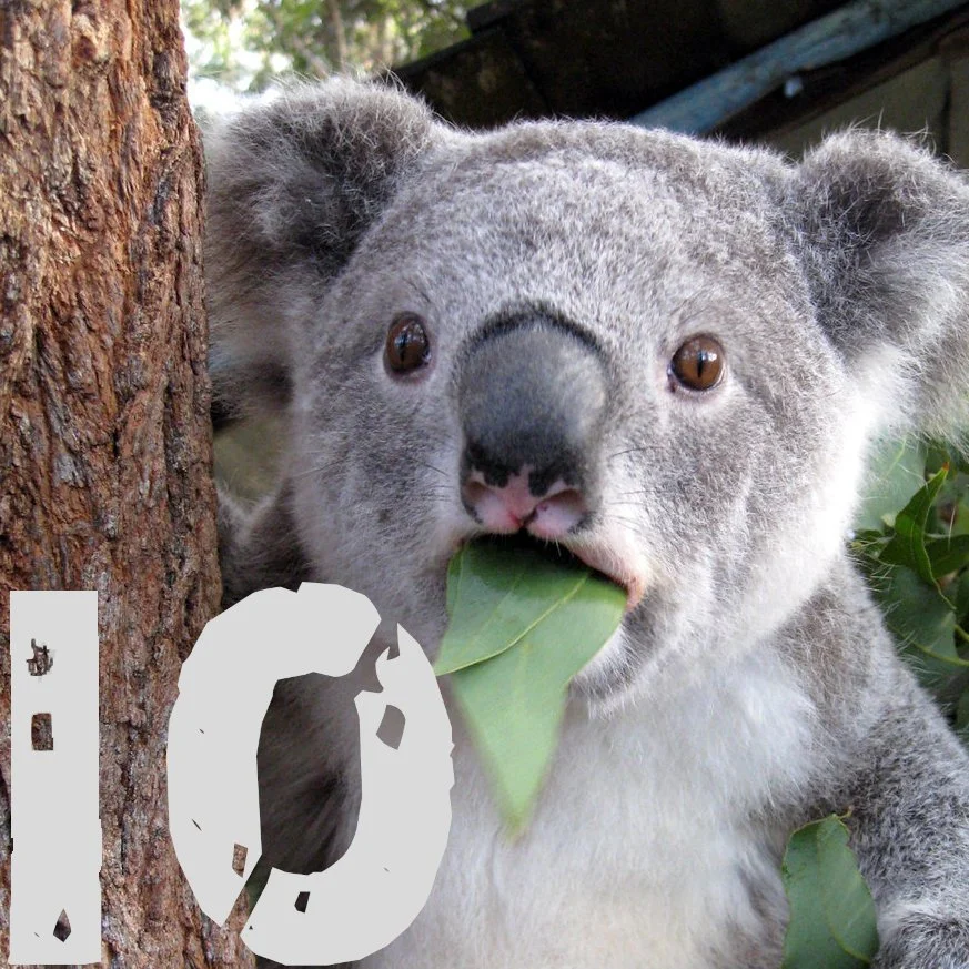Surprised Koala Gif