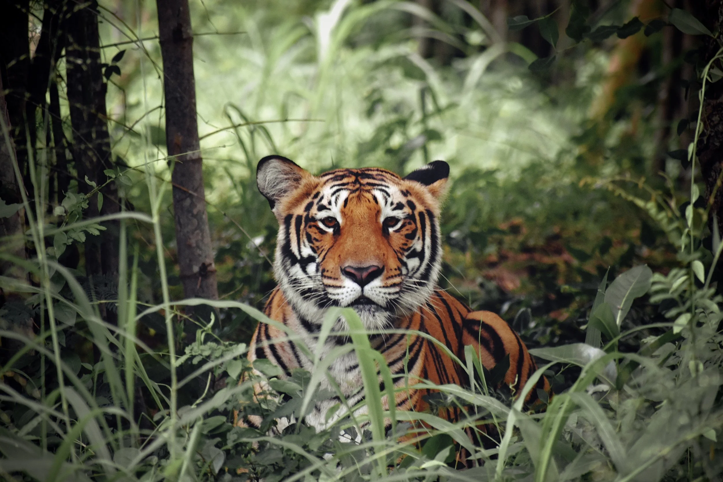Forest Animals Photography