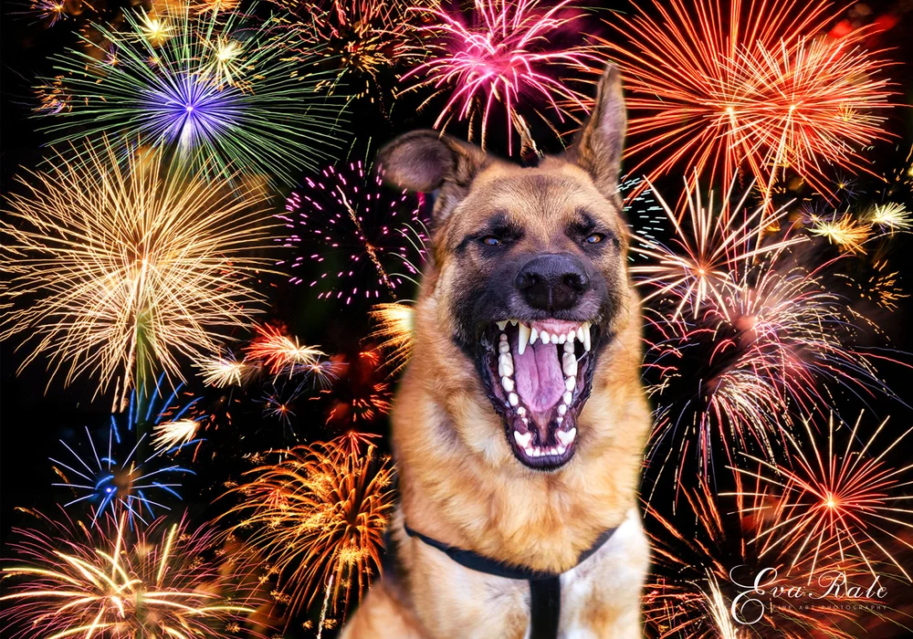 How Can I Calm My Dog Down During Fireworks