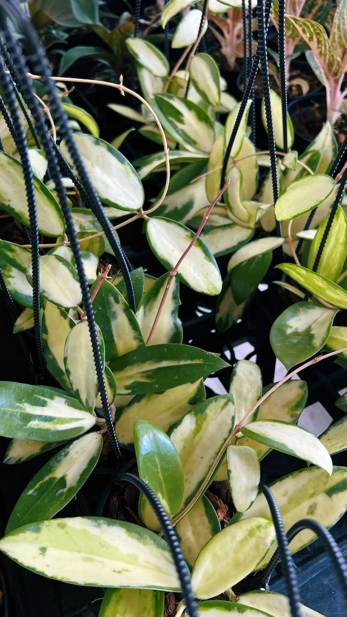 Hoya — Perfect Choice Nursery