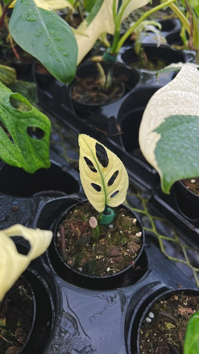 Monstera — Perfect Choice Nursery
