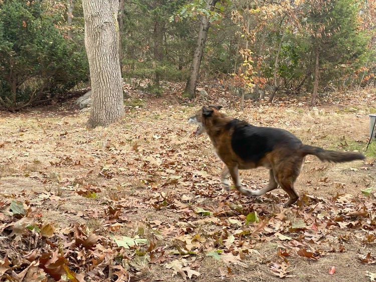 Connell's Dog Training LLC -- Dog Training in MA & Online