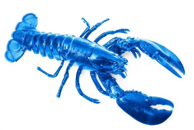 Blue Lobsters — Colour Studies