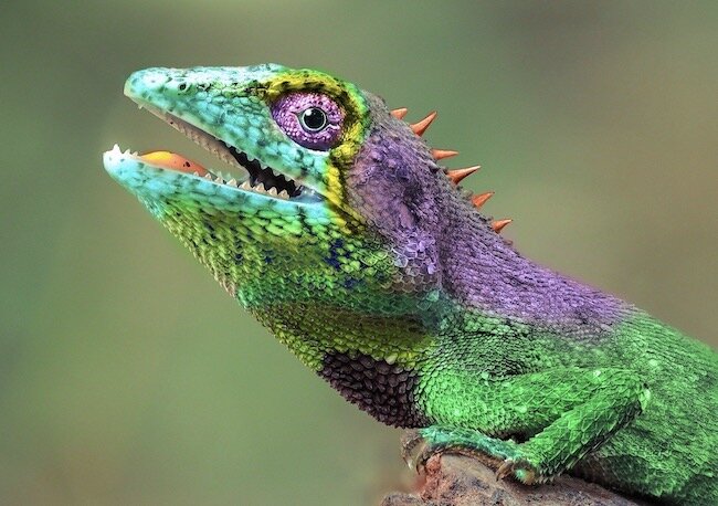 Angry Chameleons — Colour Studies