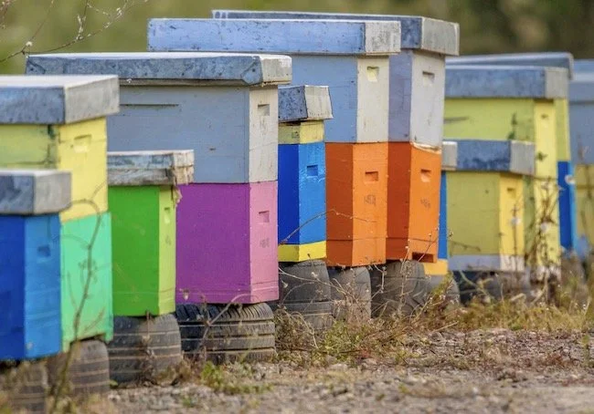 Bee Boxes — Colour Studies