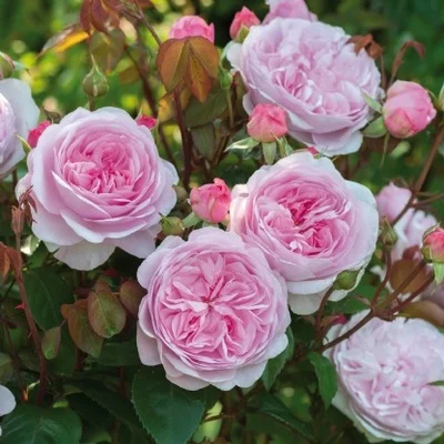 Rosewood Gardens | Fragrant David Austin Roses