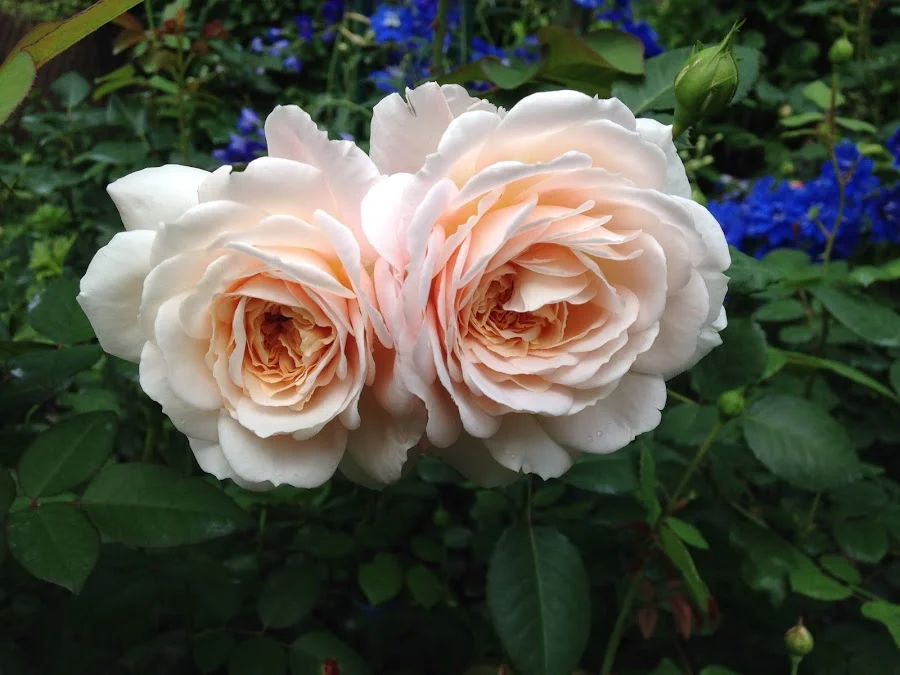 News — Rosewood Gardens