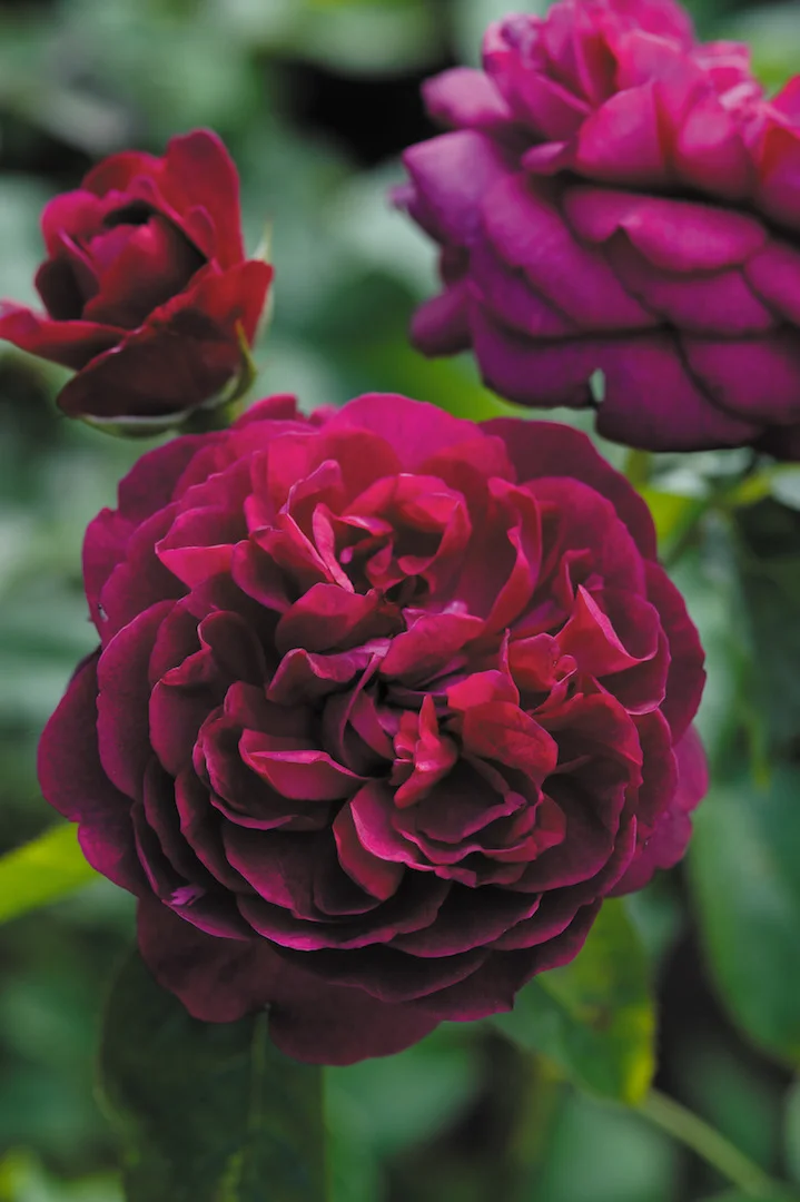 Darcey Bussell Rose