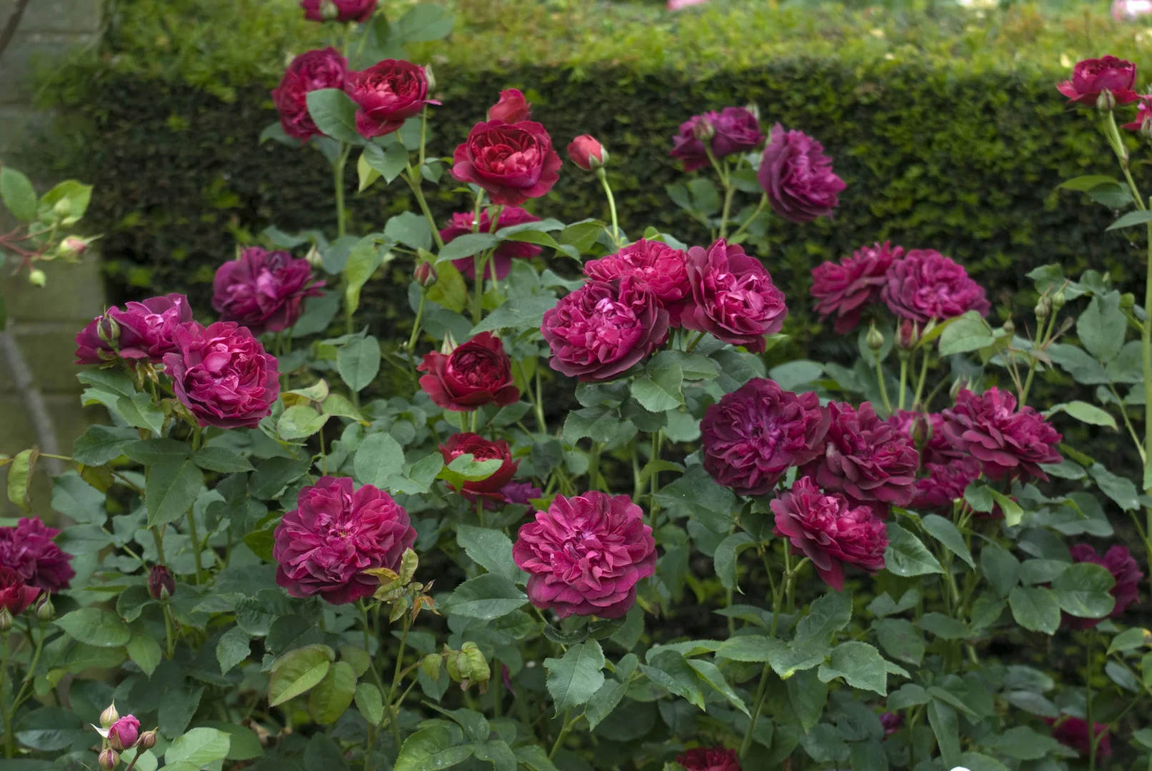 Darcey Bussell | Rosewood Gardens | Fragrant David Austin Roses ...