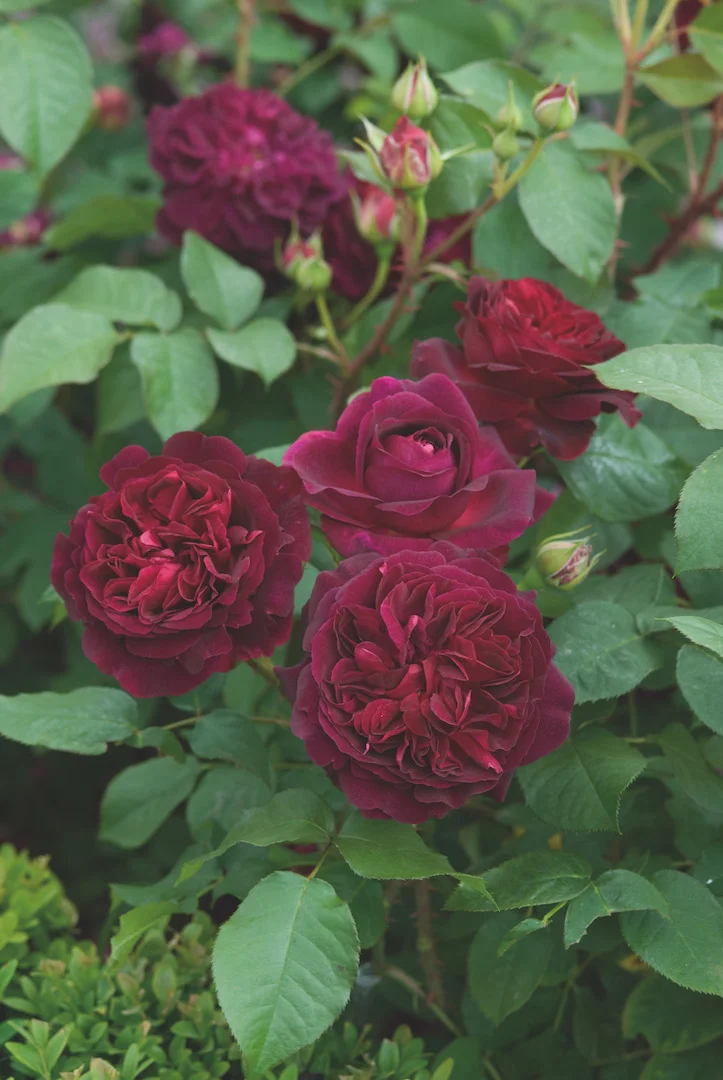 Munstead Wood | Rosewood Gardens | Fragrant David Austin Roses ...