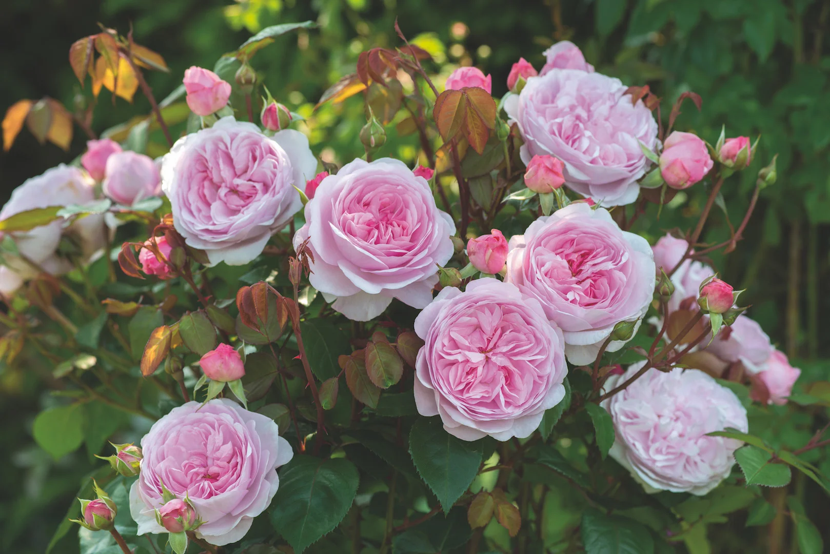 Olivia Rose Austin | Rosewood Gardens | Fragrant David Austin Roses ...