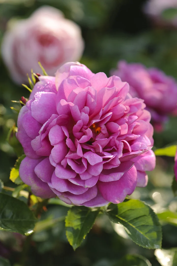 Princess Anne | Rosewood Gardens | Fragrant David Austin Roses ...
