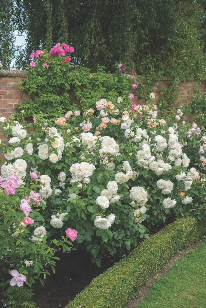 Tranquillity | Rosewood Gardens | Fragrant David Austin Roses ...