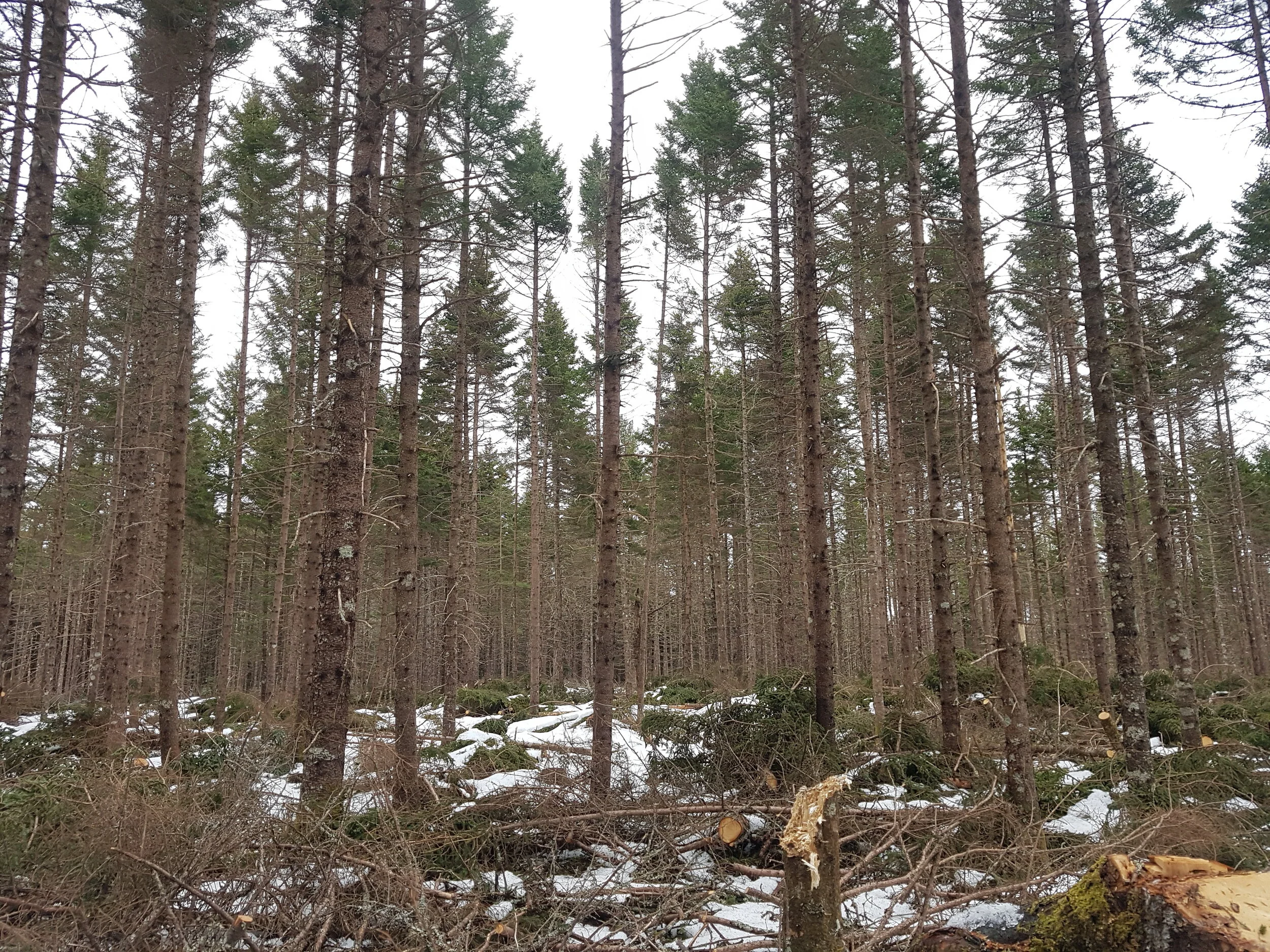Harvesting & Silviculture — Western Woodlot Services Cooperative