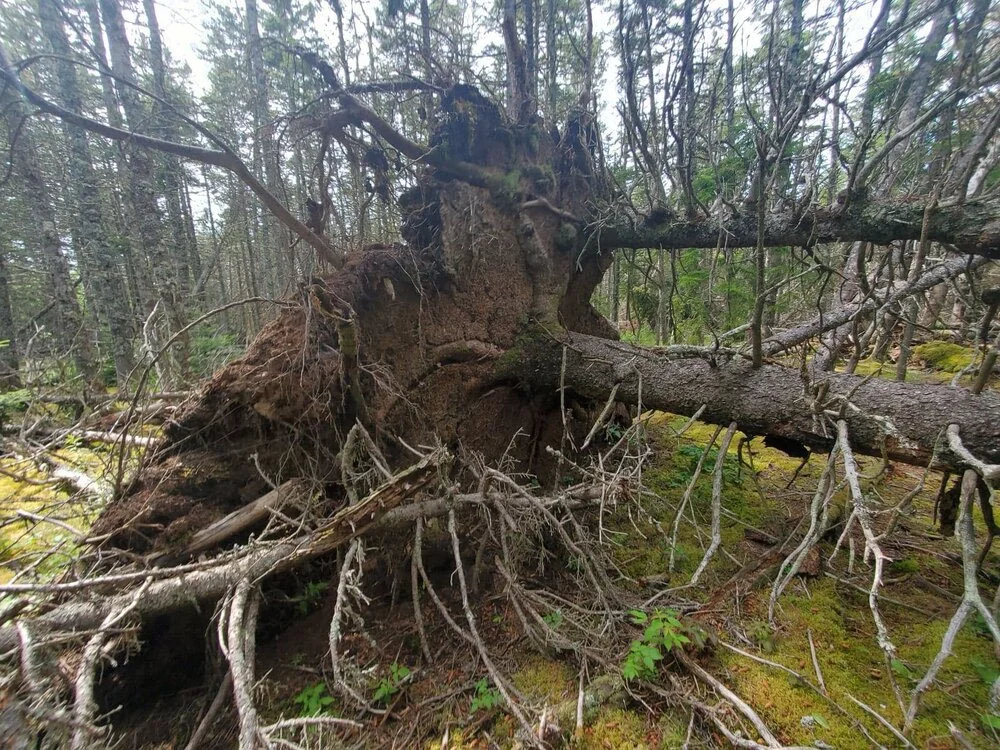 Old Field Management — Western Woodlot Services Cooperative