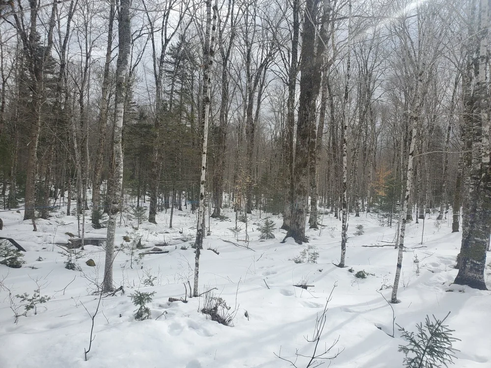 A Visit to Maplewood Maple Syrup and Christmas Tree Farm — Western ...