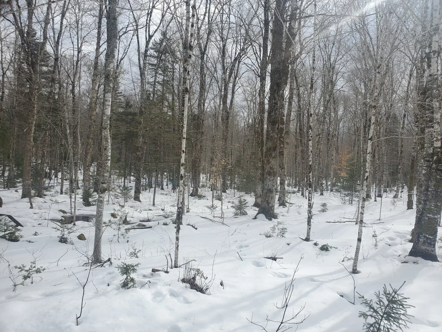A Visit to Maplewood Maple Syrup and Christmas Tree Farm — Western ...
