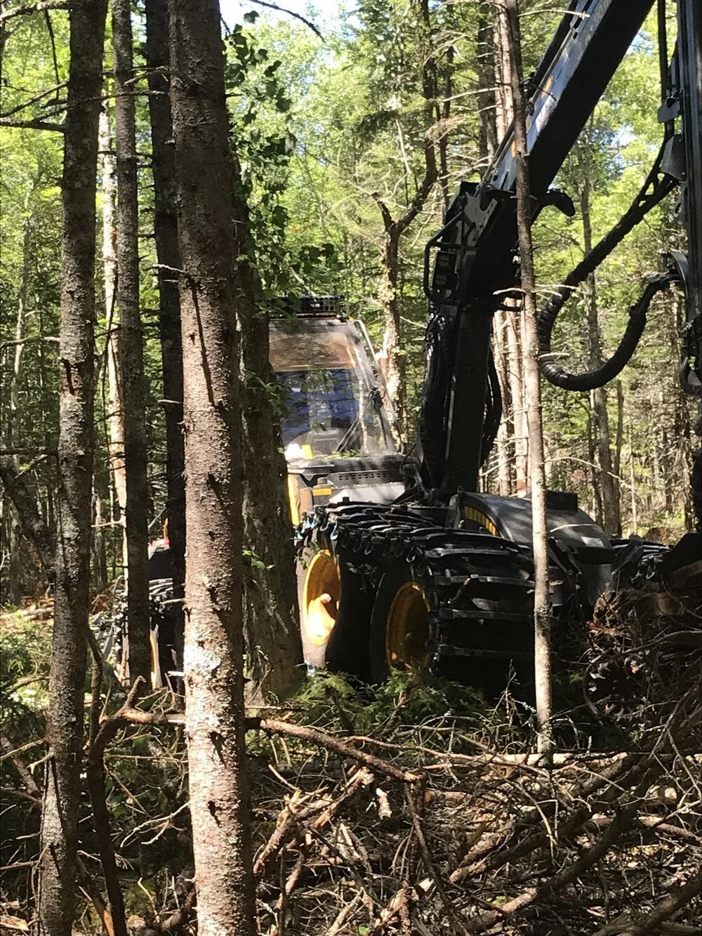 Commercial Thinning - Digby County — Western Woodlot Services Cooperative