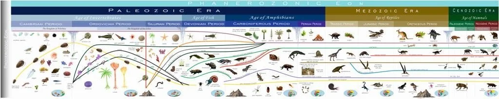 Devonian Period Timeline