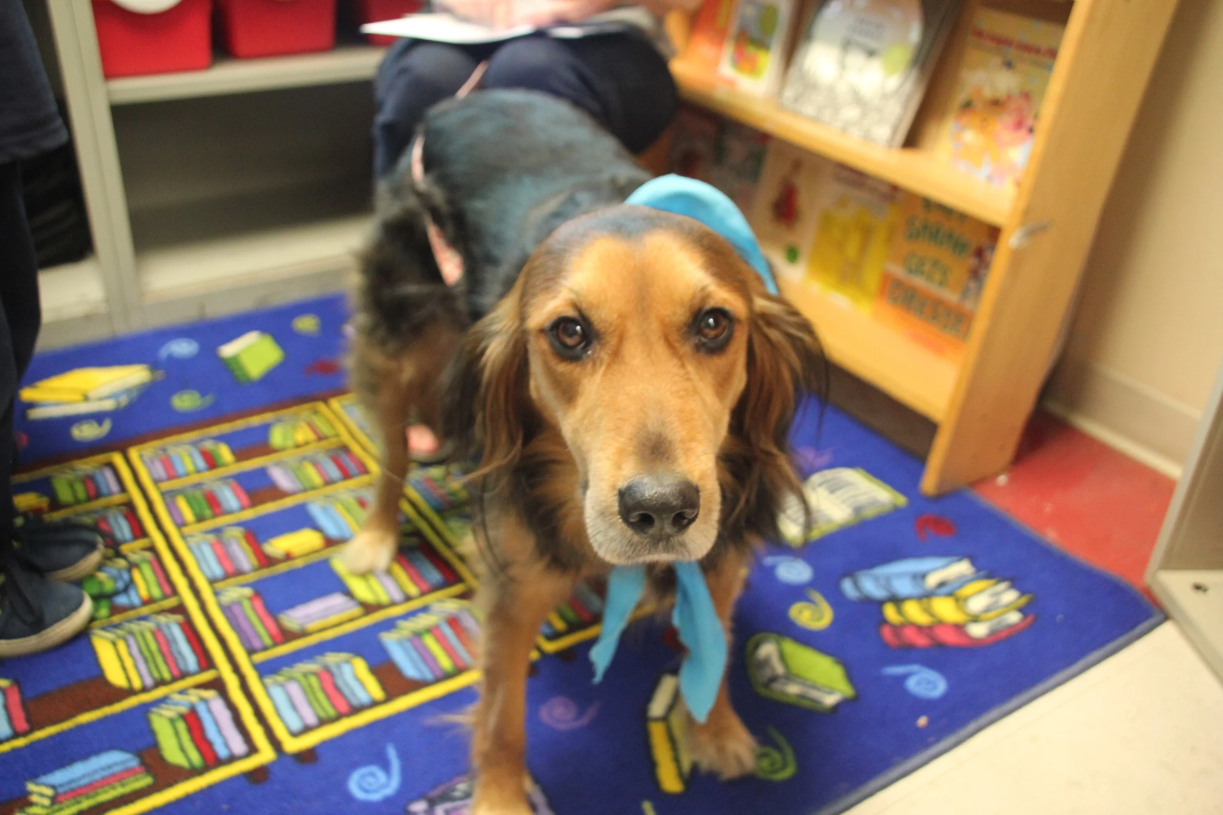 Certified Reading Assistance Dogs — SitStayRead