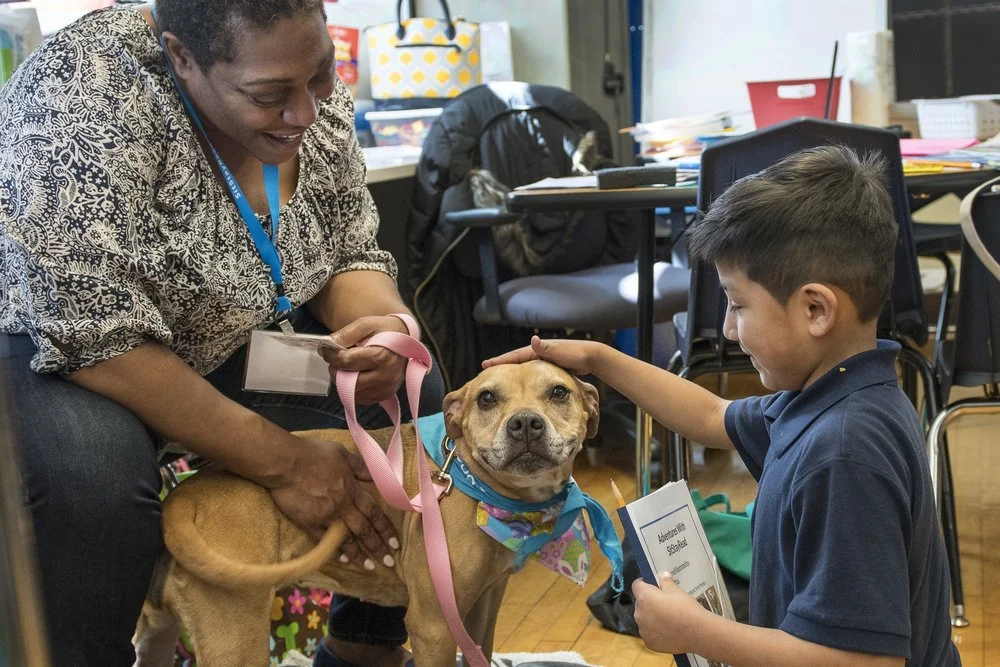 Dog Teams — SitStayRead