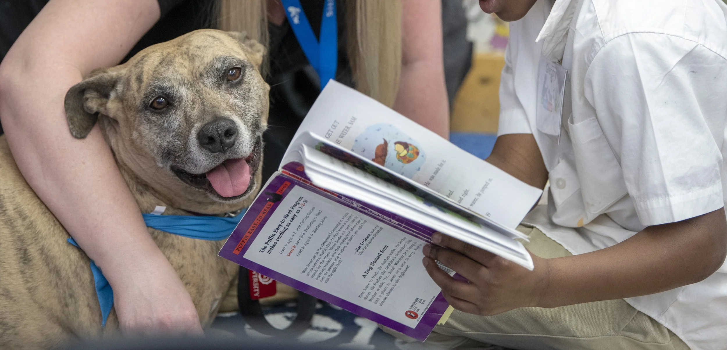 Dog Teams — SitStayRead