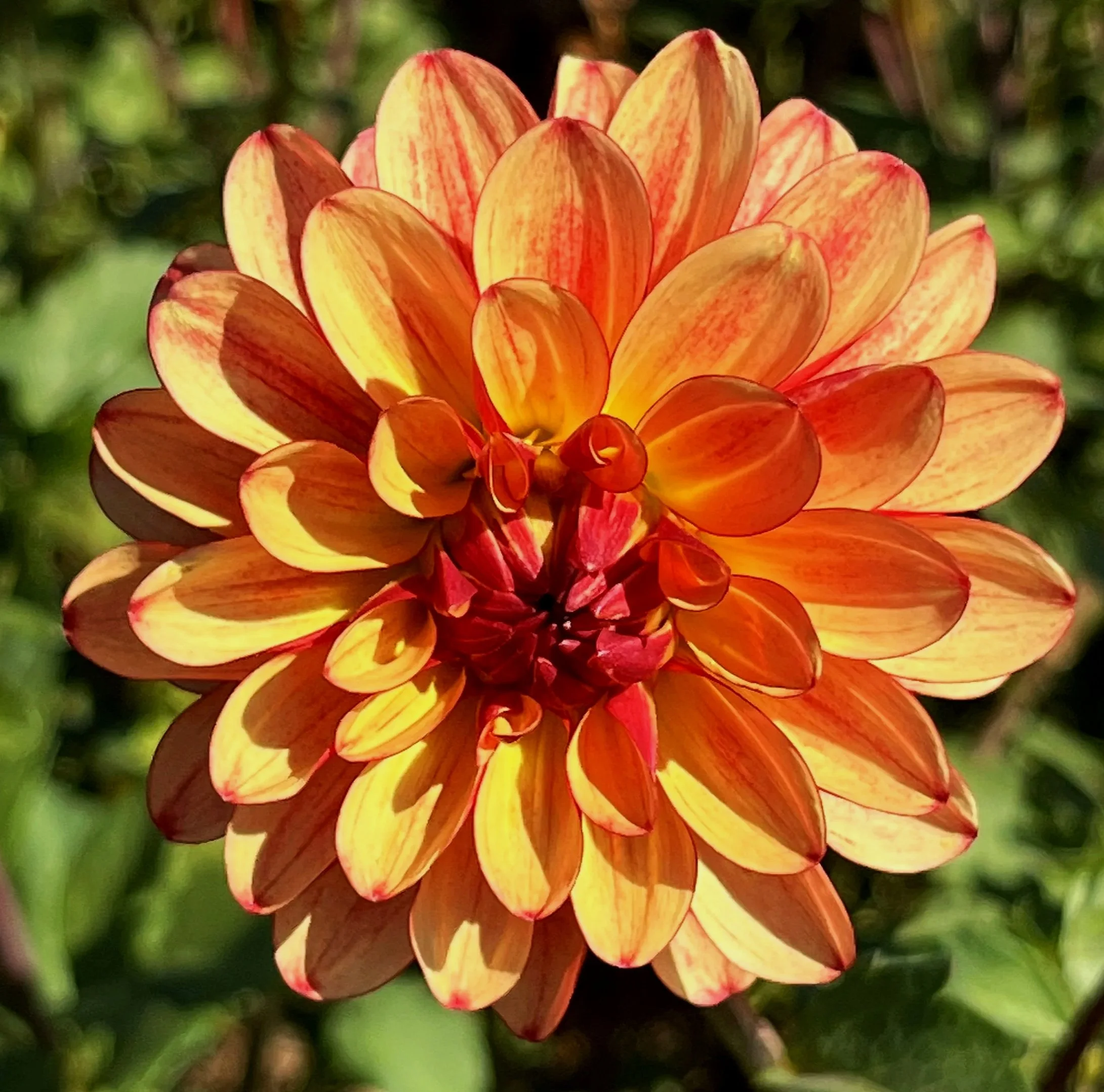 Dahlia 'Crazy Legs' — The Lily Garden
