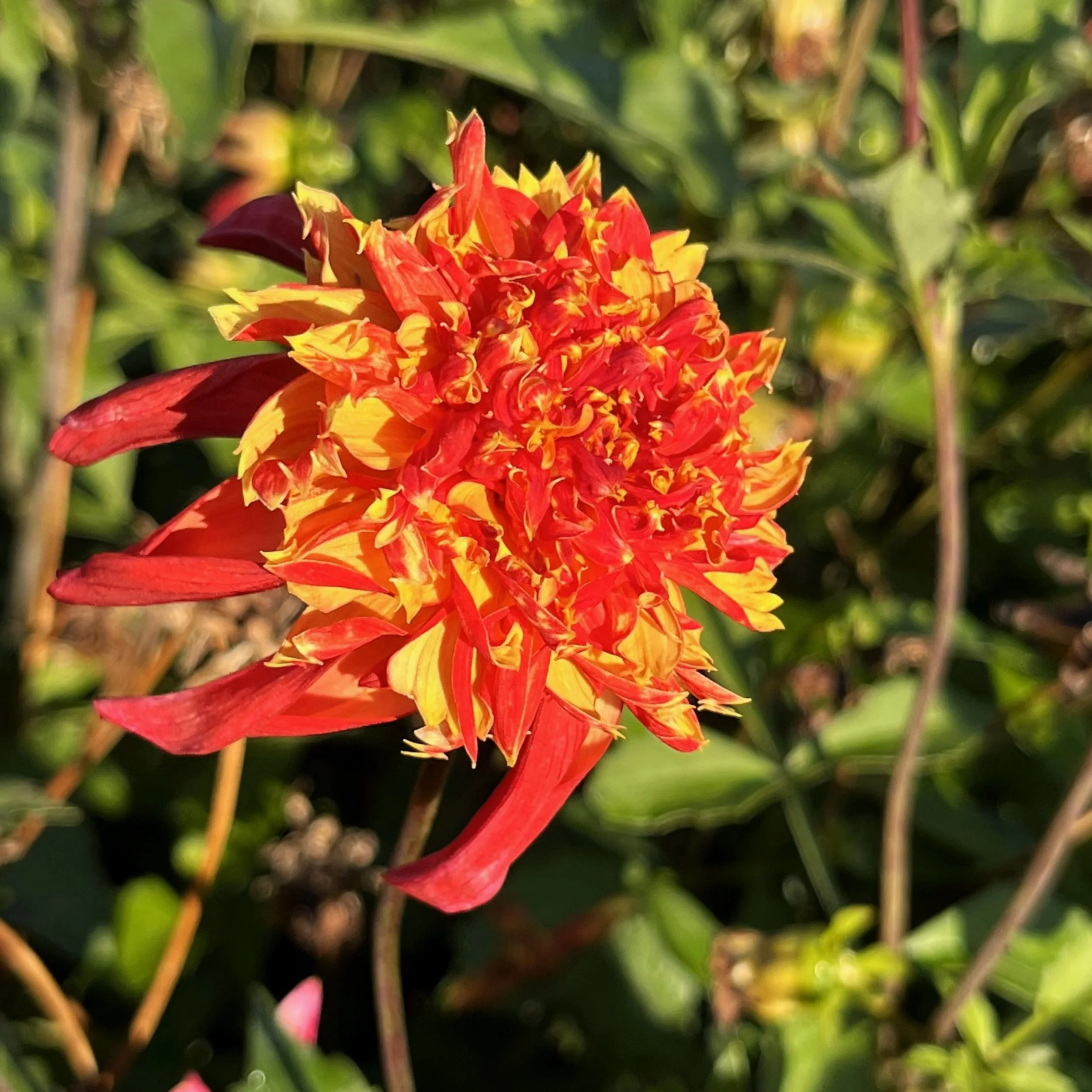 Dahlia 'Octopus Sparkle' — The Lily Garden