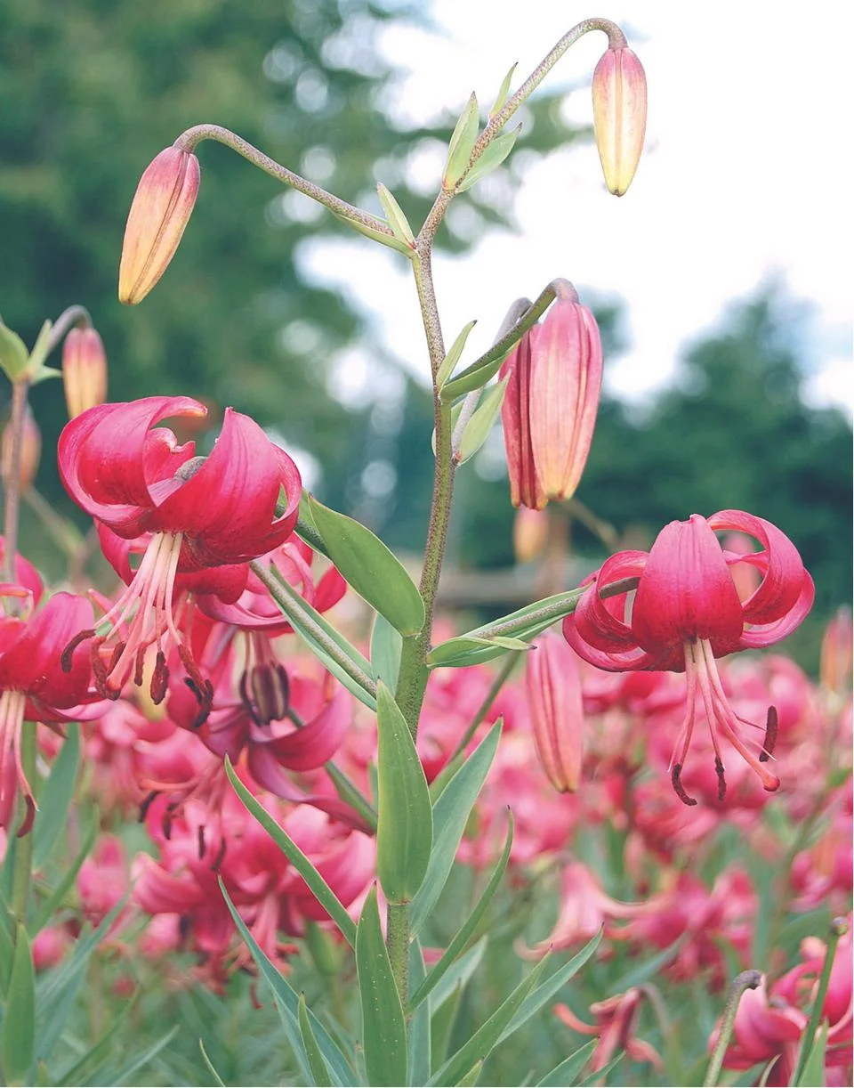 Asiatic lilies - The Lily Garden — The Lily Garden