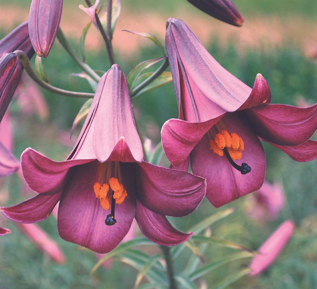 Trumpet and aurelian lilies - The Lily Garden — The Lily Garden