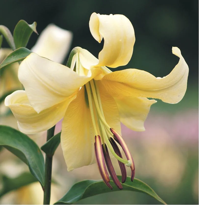 Orienpet Hybrid lilies - The Lily Garden — The Lily Garden