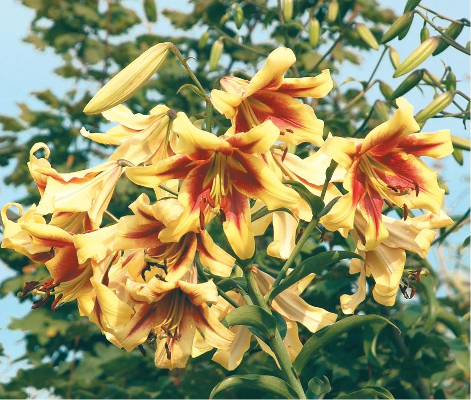 Orienpet Hybrid lilies - The Lily Garden — The Lily Garden