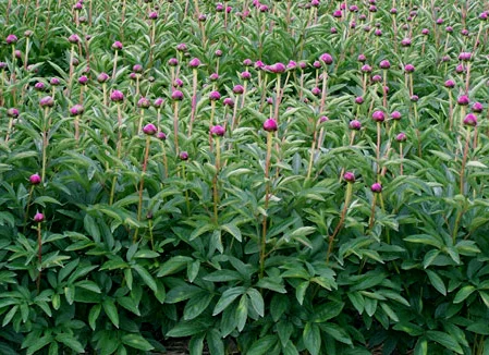 Growing peonies — The Lily Garden