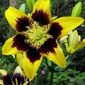 Asiatic lilies - The Lily Garden — The Lily Garden