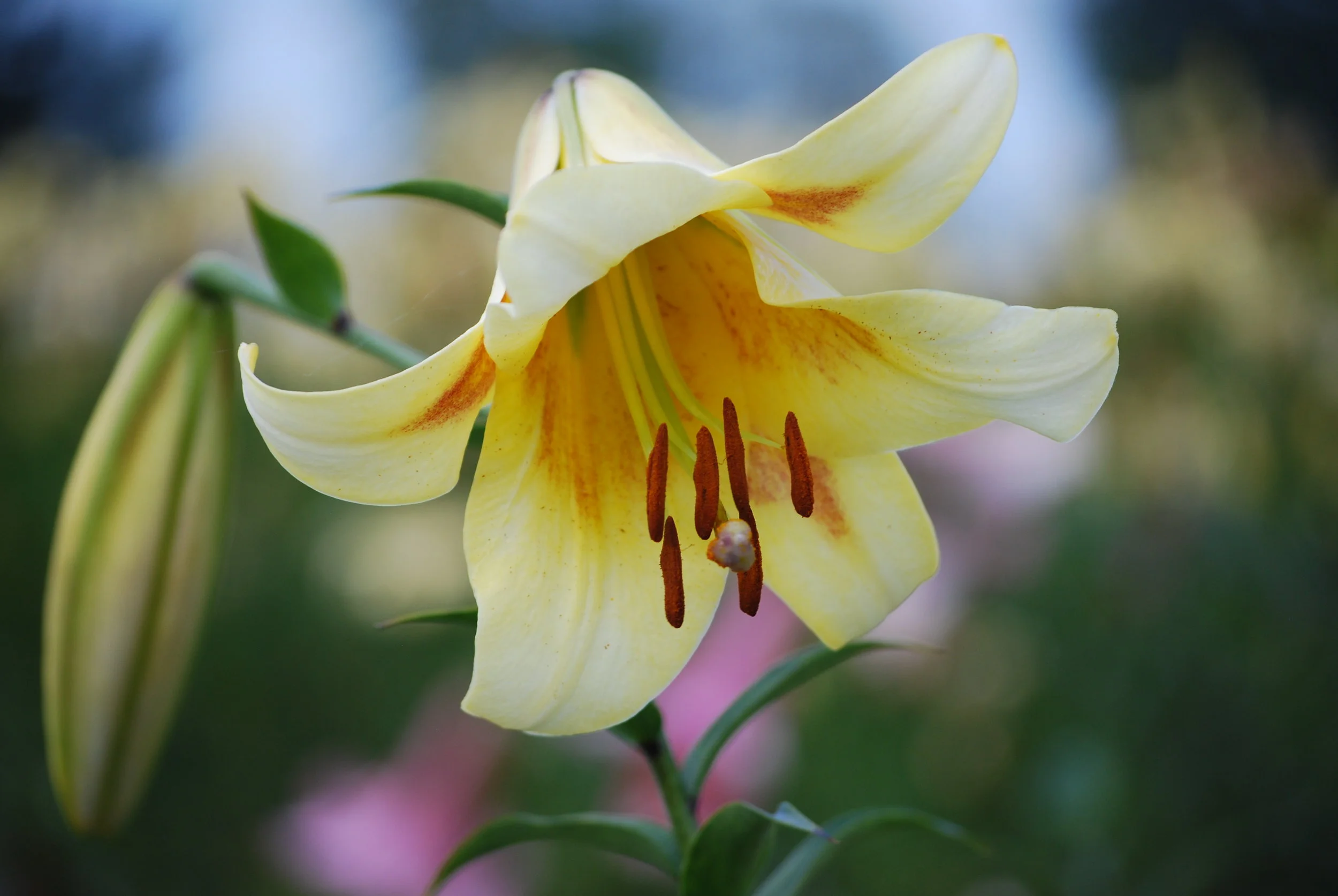 Orienpet Hybrid lilies - The Lily Garden — The Lily Garden