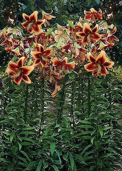 'Red Morning' — The Lily Garden