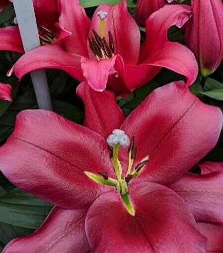 Orienpet Hybrid lilies - The Lily Garden — The Lily Garden