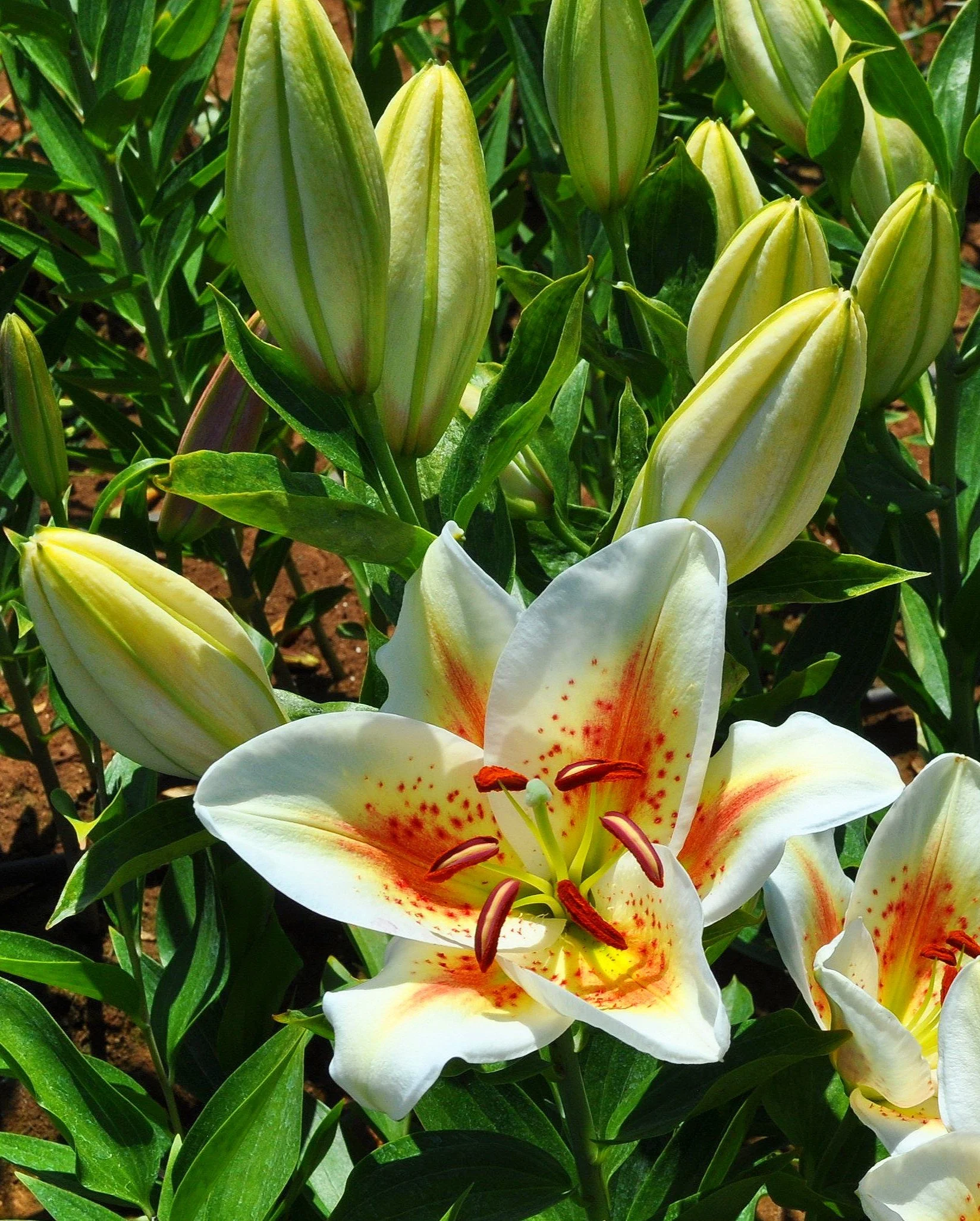 Mak-Leek Specials — The Lily Garden