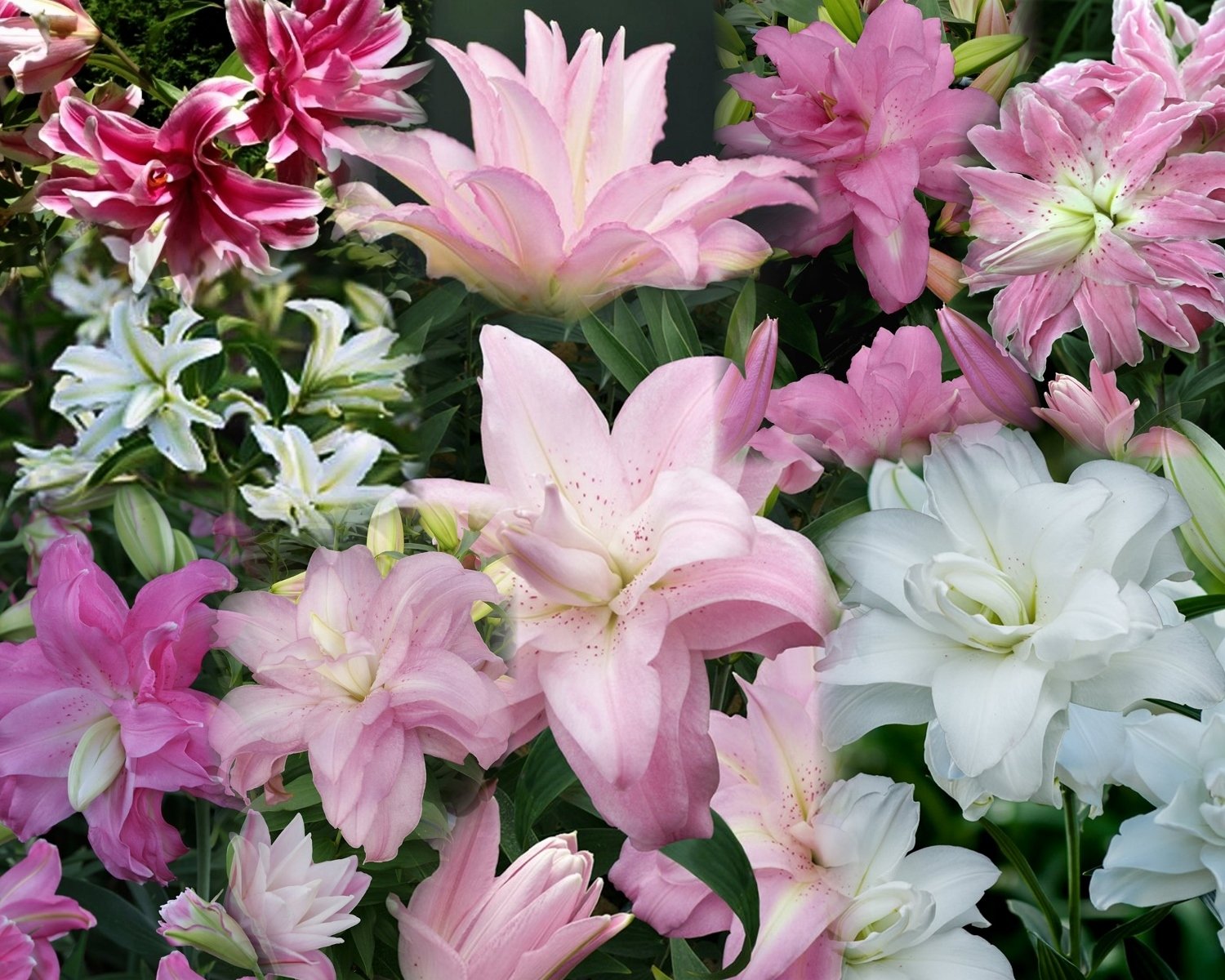 New for 2022! — The Lily Garden