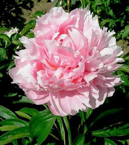 Peonies — The Lily Garden
