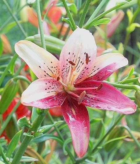 Asiatic lilies - The Lily Garden — The Lily Garden